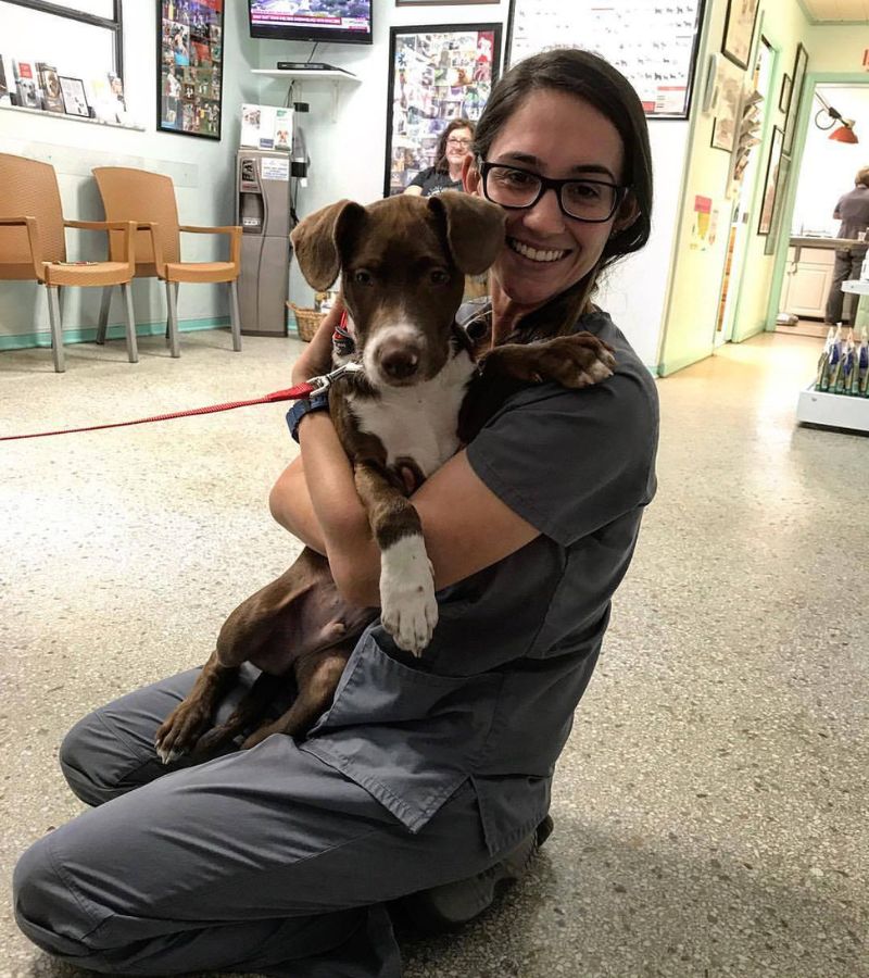 Vet Near Me Loxahatchee, FL | Palms West Veterinary Hospital